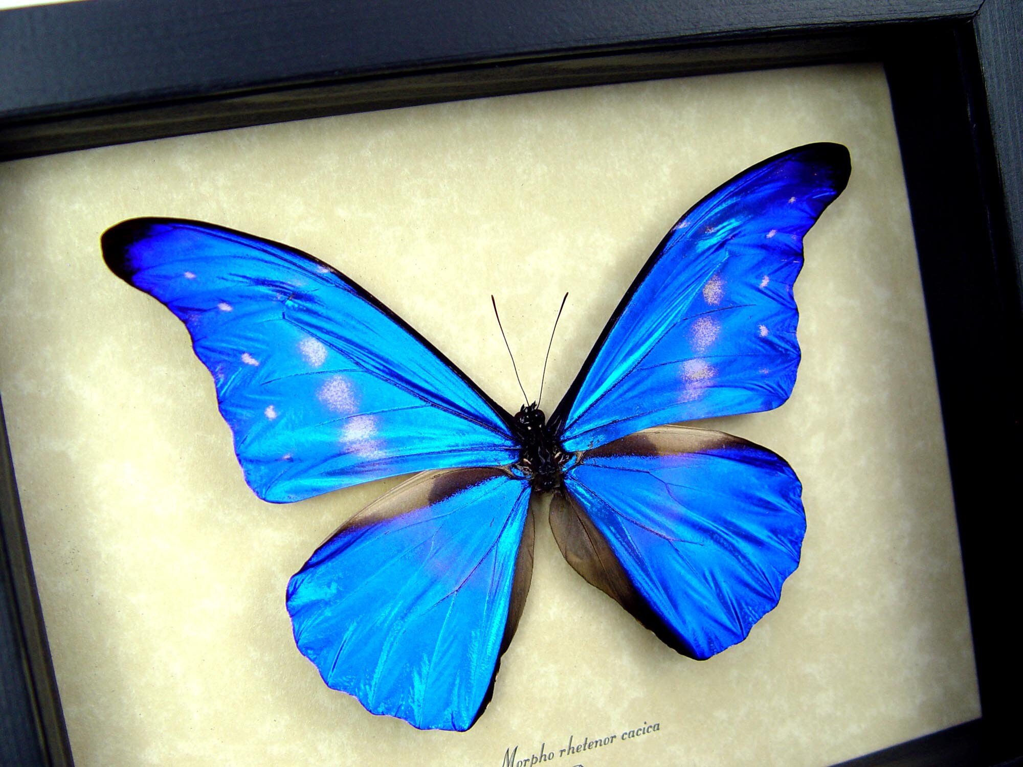 Morpho Rhetenor Cacica Framed Butterfly Rare Hybrid Helena - Etsy