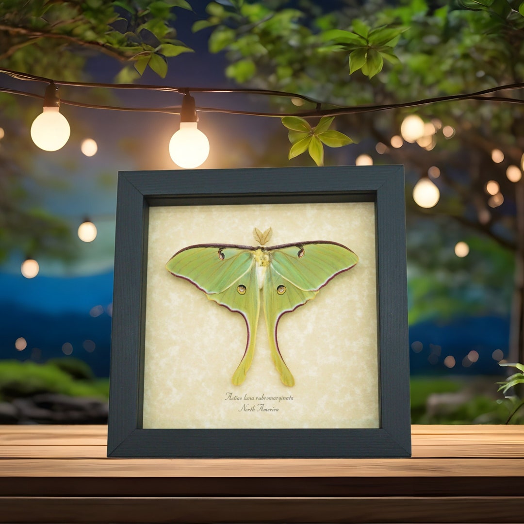Real Framed Luna Moth Actias Luna Rubromarginata Resting Taxidermy ...