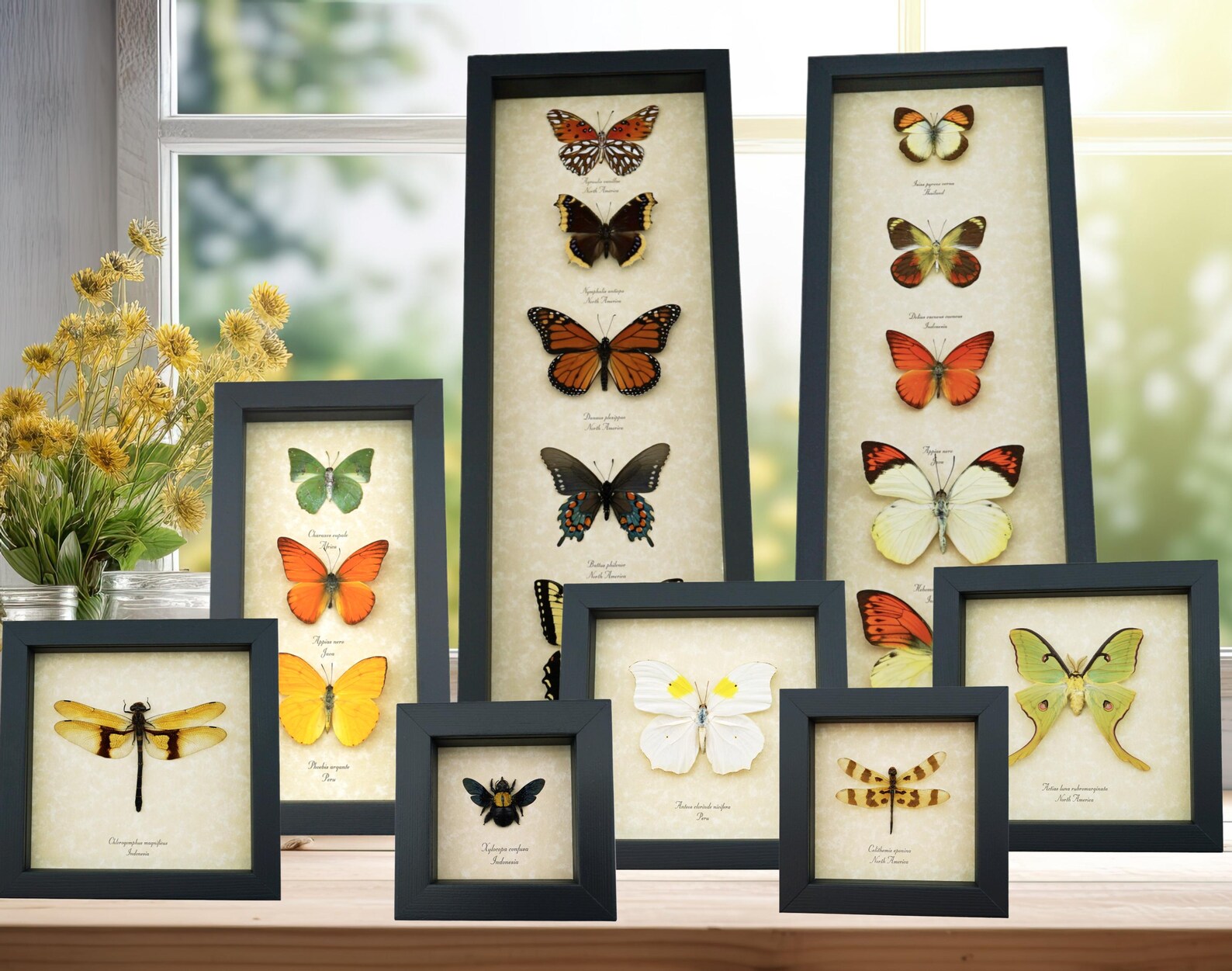 Pink Forester African Butterfly Euphaedra Xypete Real Framed Taxidermy ...