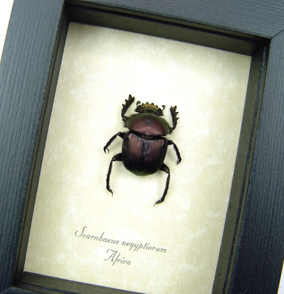 Egyptian Scarab Beetle Real Purple Sacred King Scarab - Etsy