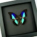 Rare Electric Blue Butterfly Prepona Omphale Framed Taxidermy Moonlight ...