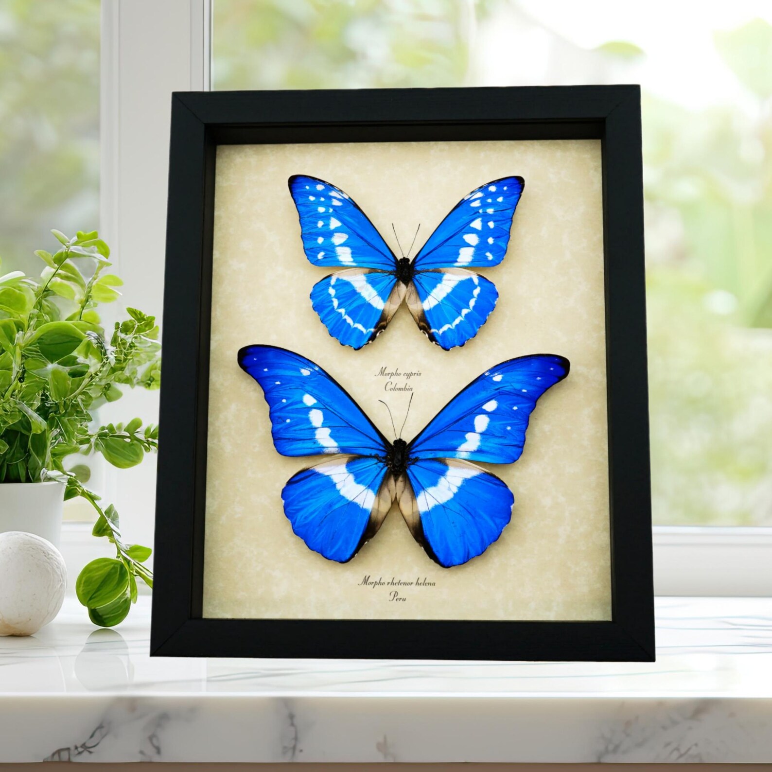Blue Morpho Butterfly Collection Morpho Cypris Helena Real Framed ...