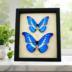 Blue Morpho Butterfly Collection Morpho Cypris Helena Real Framed ...