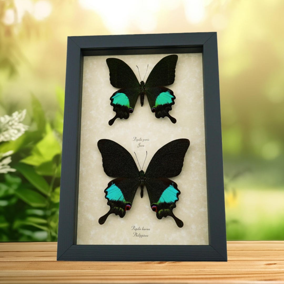 Real Framed Peacock Swallowtail Butterflies Green Butterfly Collection ...