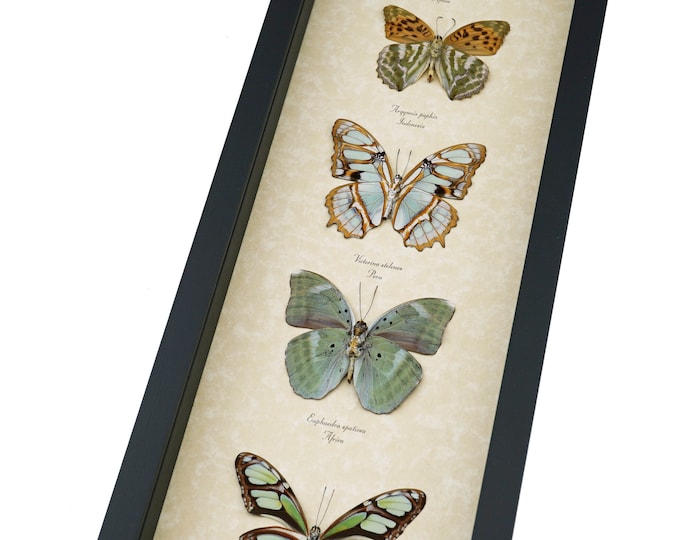 Green Leaf Mimic Butterfly Collection Framed Butterflies - Etsy
