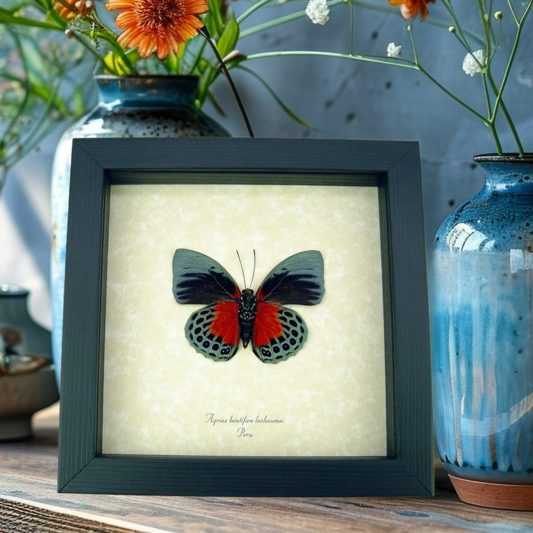Real Blood Red Butterfly Agrias Beatifica Lachaumei Verso Framed ...