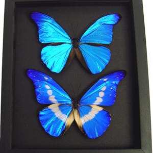 Real Framed Blue Morpho Butterfly Collection Taxidermy Butterflies ...