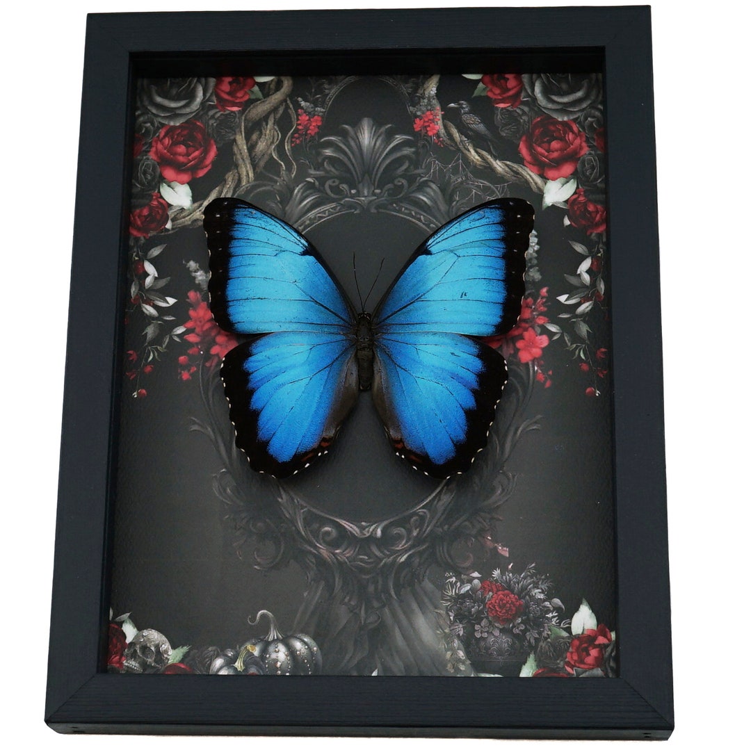 Real Blue Morpho Butterfly Gothic Black Roses Framed Taxidermy Display ...