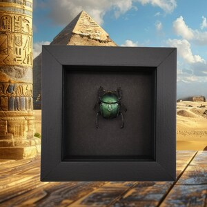 Sacred Egyptian King Scarab Beetle Real Green Scarab Scarabaeus ...