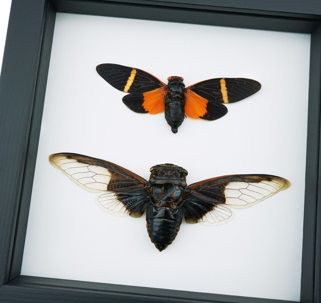 Orange Black Cicada Collection Framed Insects Halloween Bat - Etsy