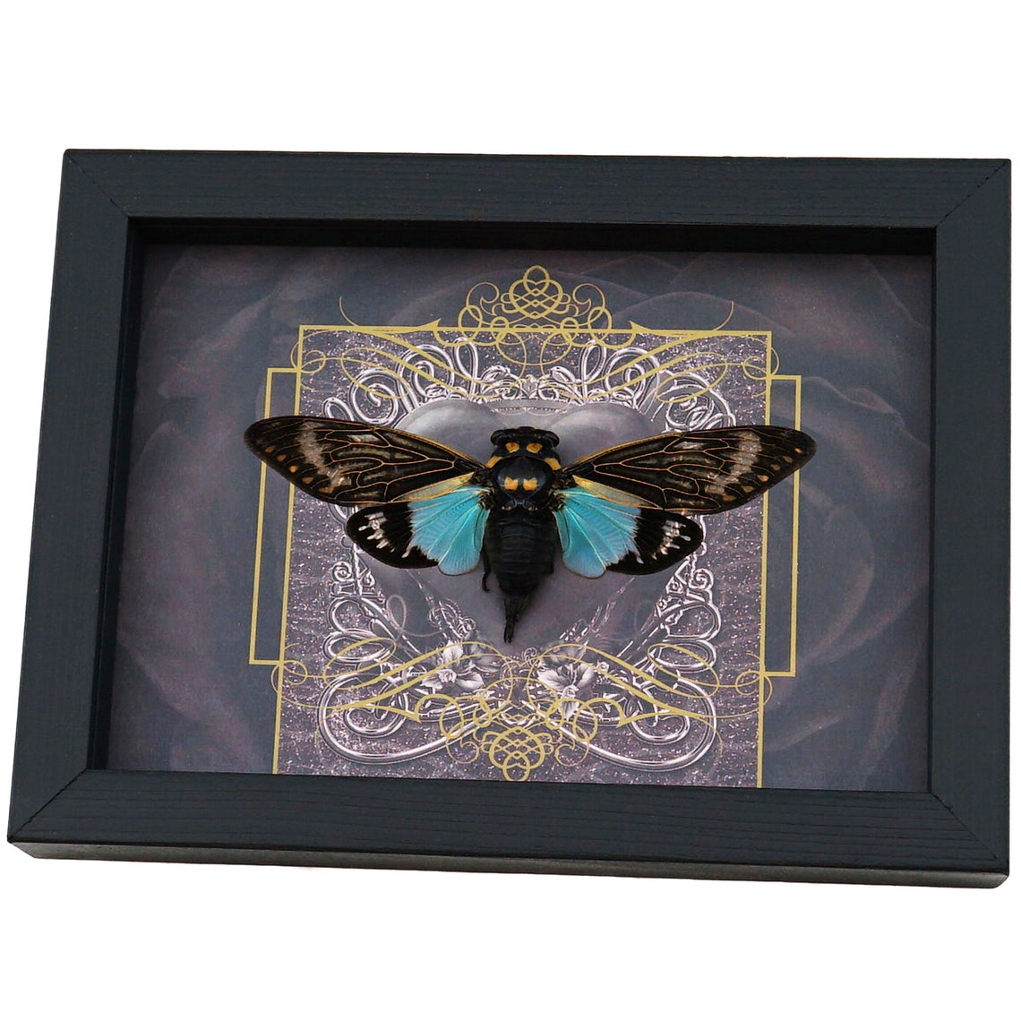Gothic Black Heart Blue Cicada Tosena Splendida Framed Insect Taxidermy ...
