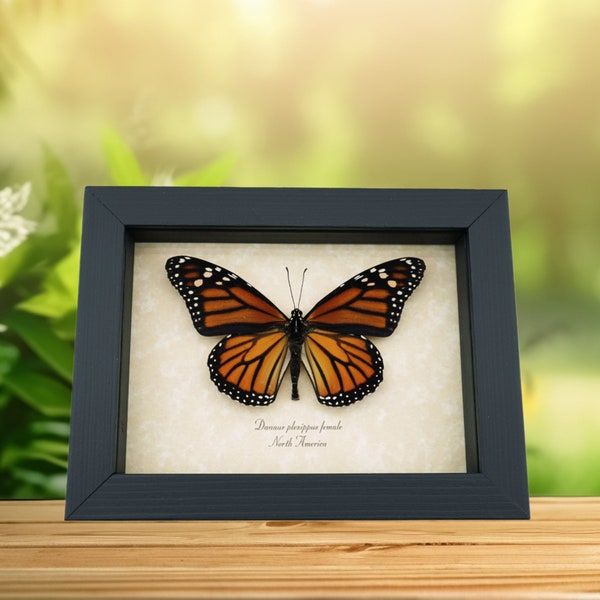 Butterfly Display - Etsy