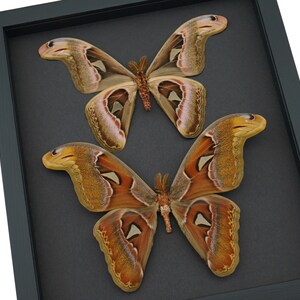 Real Framed Atlas Moth Set Snake Head Moths Taxidermy Moonlight Display ...