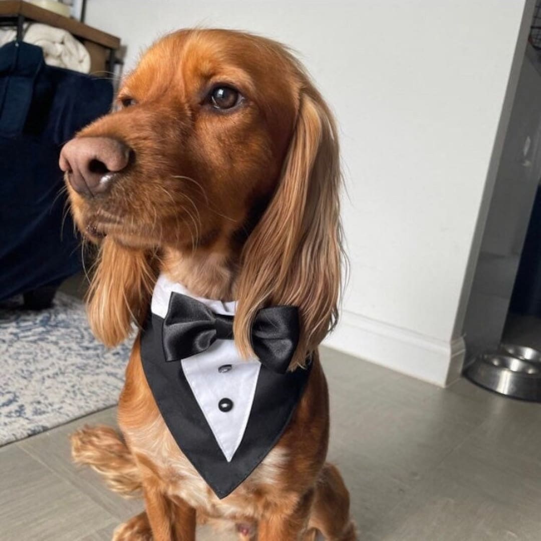 Black Pet Tuxedo, Pet Suit for Wedding, Ring Bearer, Baby Shower ...