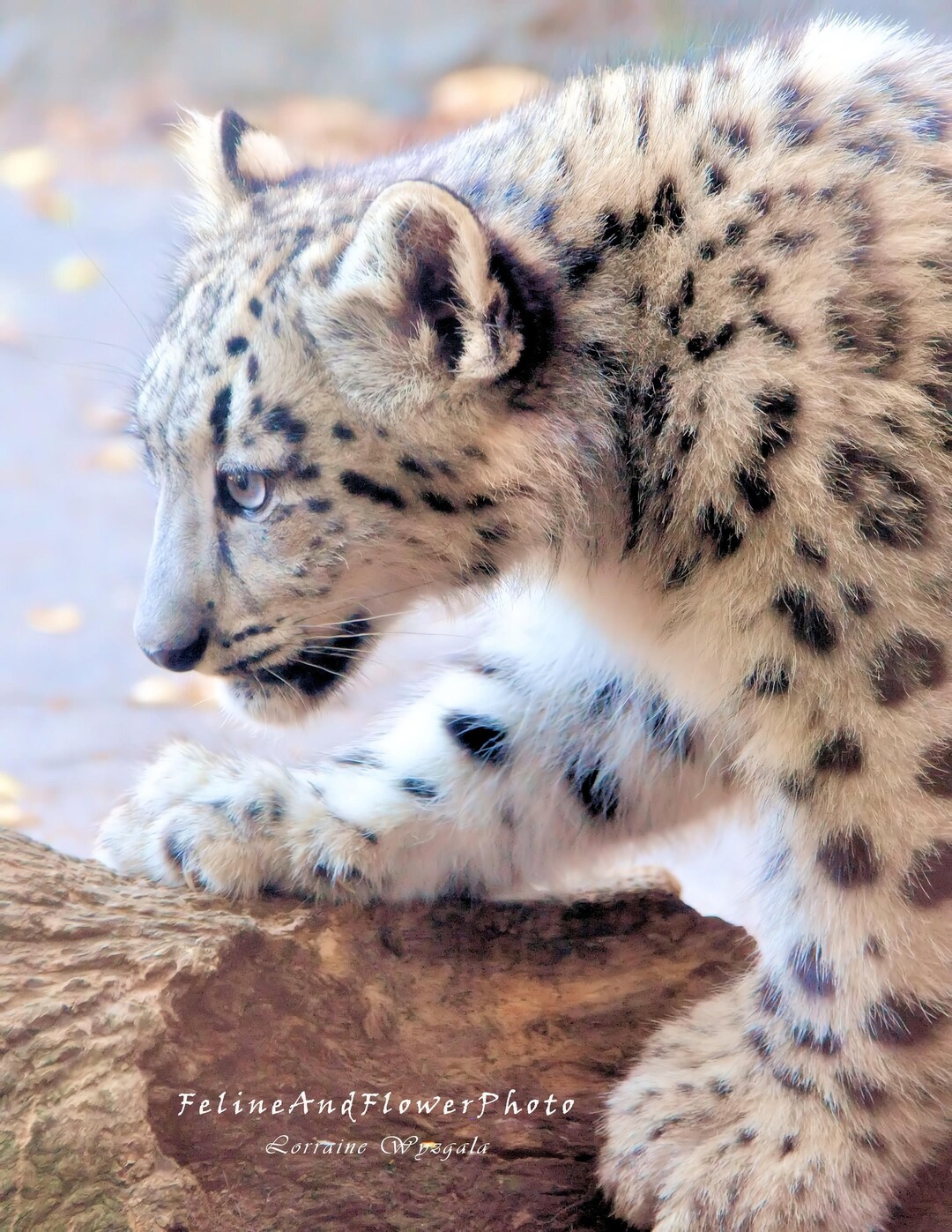 Snow Leopard Cub, Big Cat Photography, Wall Decor, Wildlife Photography ...
