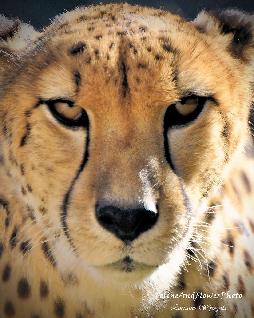 Cheetah Photography Big Cat Photo Cheetah Photos Animal Photos Cheetah ...