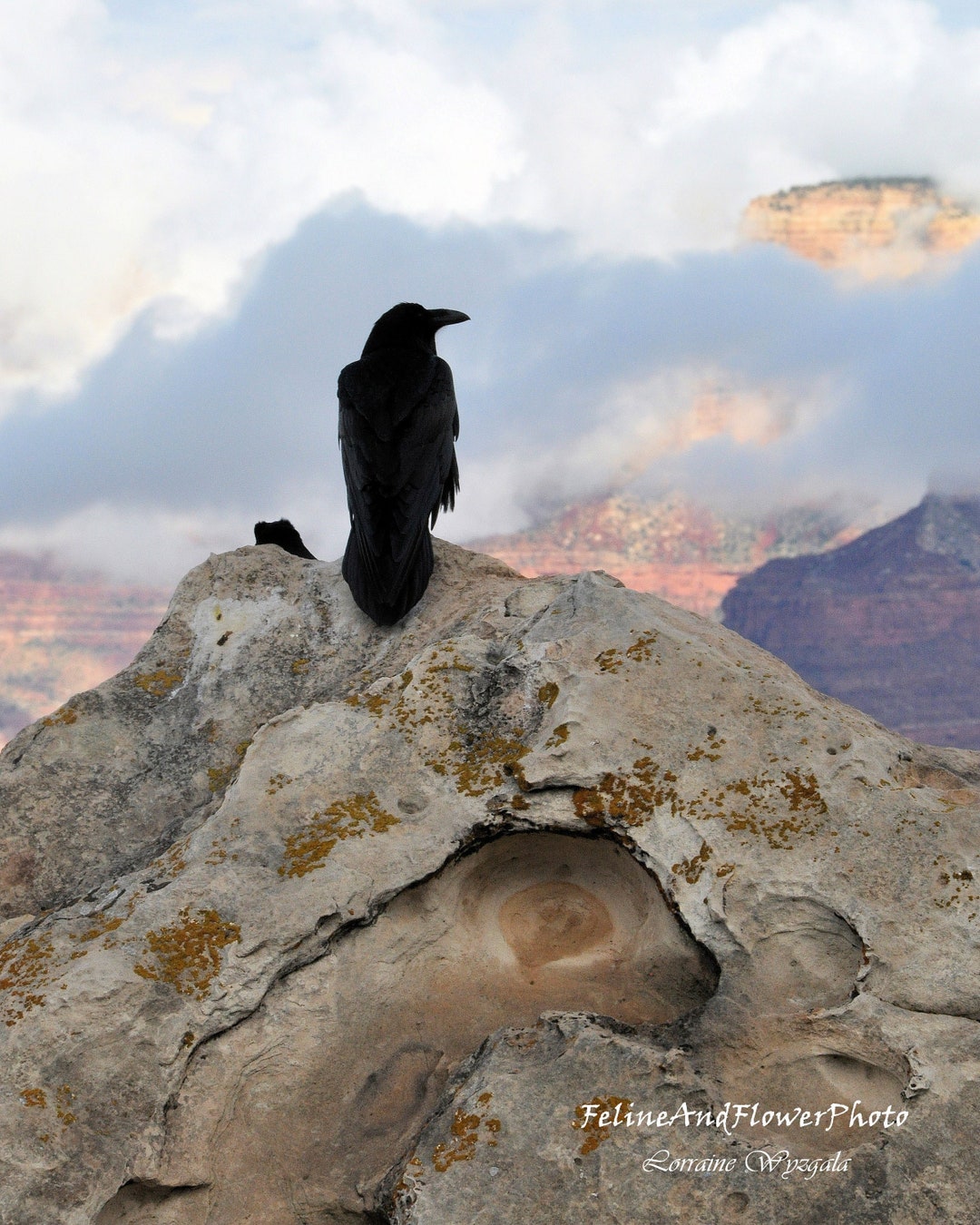 Raven Photo, Grand Canyon Photograph, Raven Photo Note Card, Raven ...