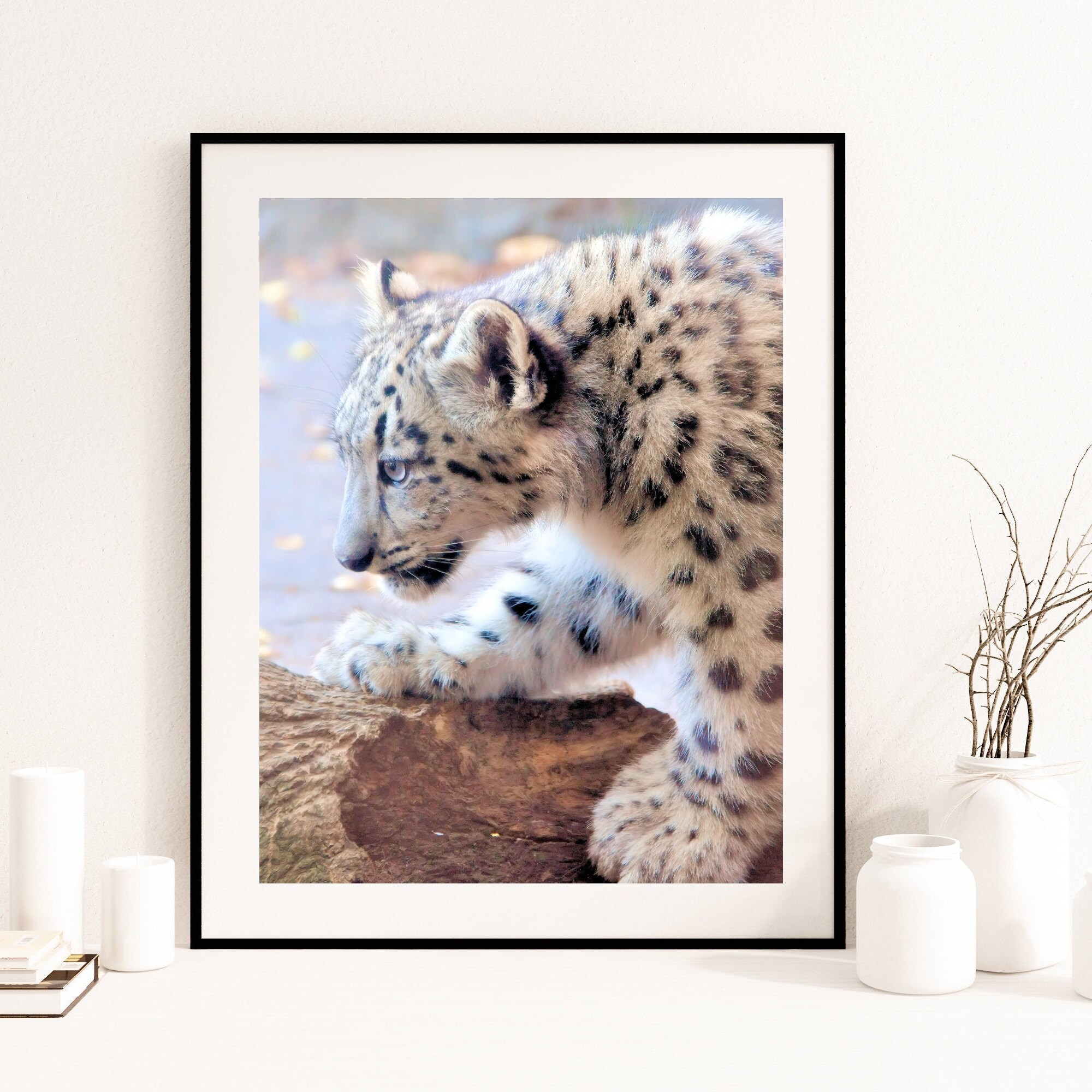 Snow Leopard Cub, Big Cat Photography, Wall Decor, Wildlife Photography ...