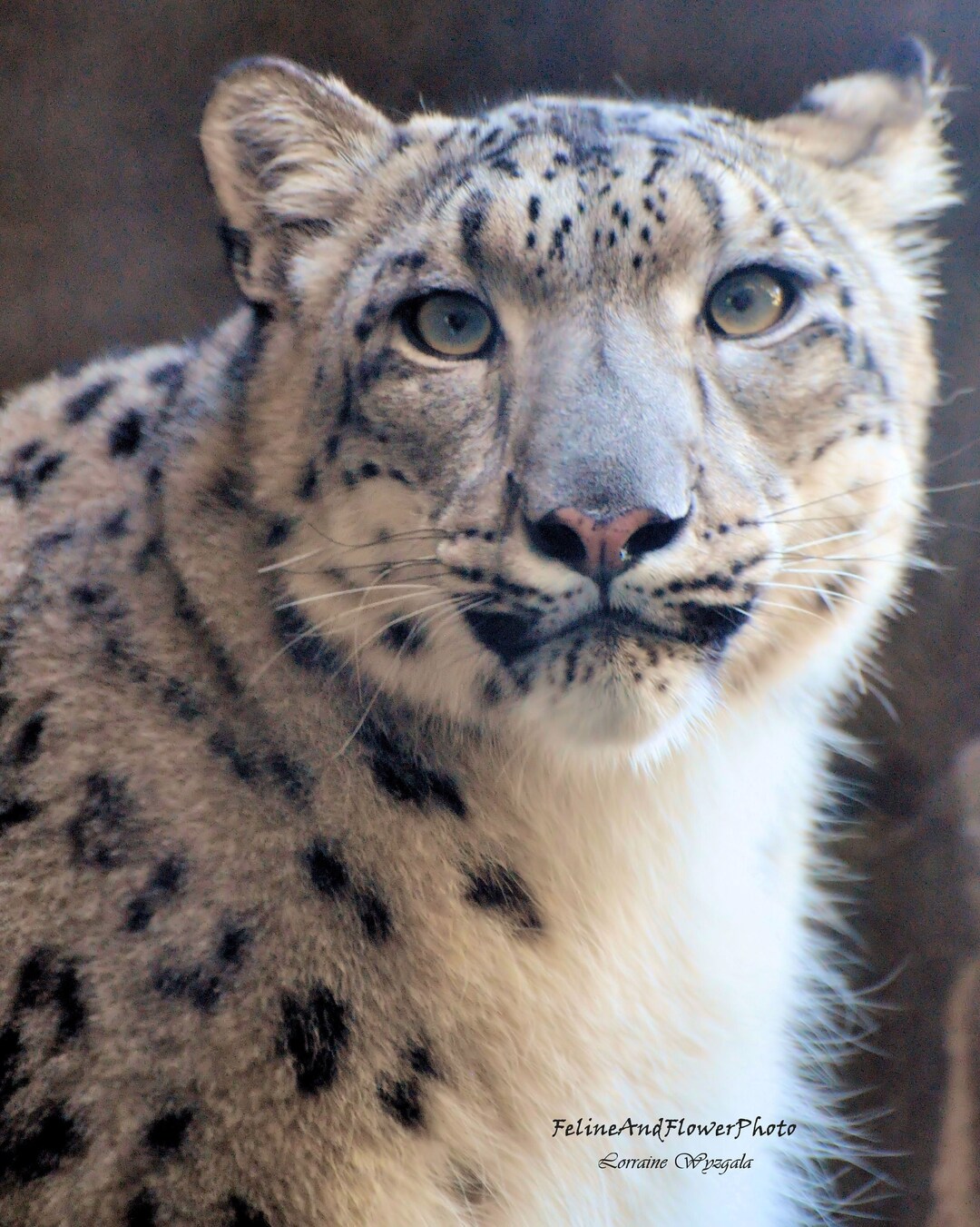 Snow Leopard Photography, Wildlife Photo, Animal Photos, Big Cat Wall ...