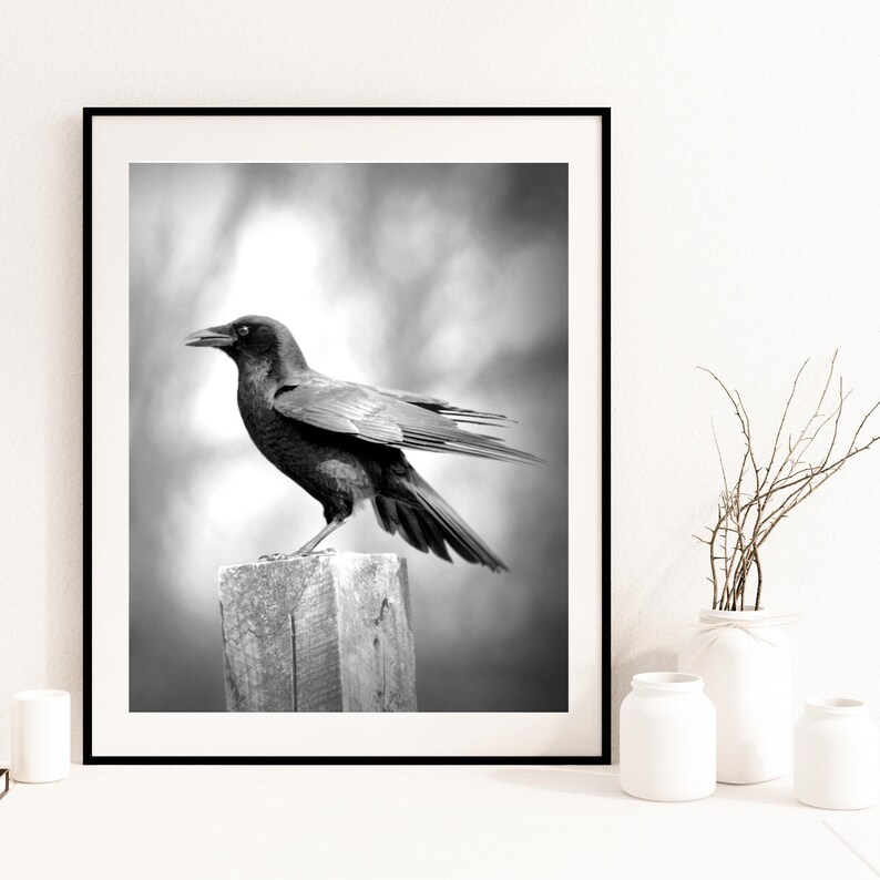 Black Crow Photography, American Crow Photography, Original Photography ...