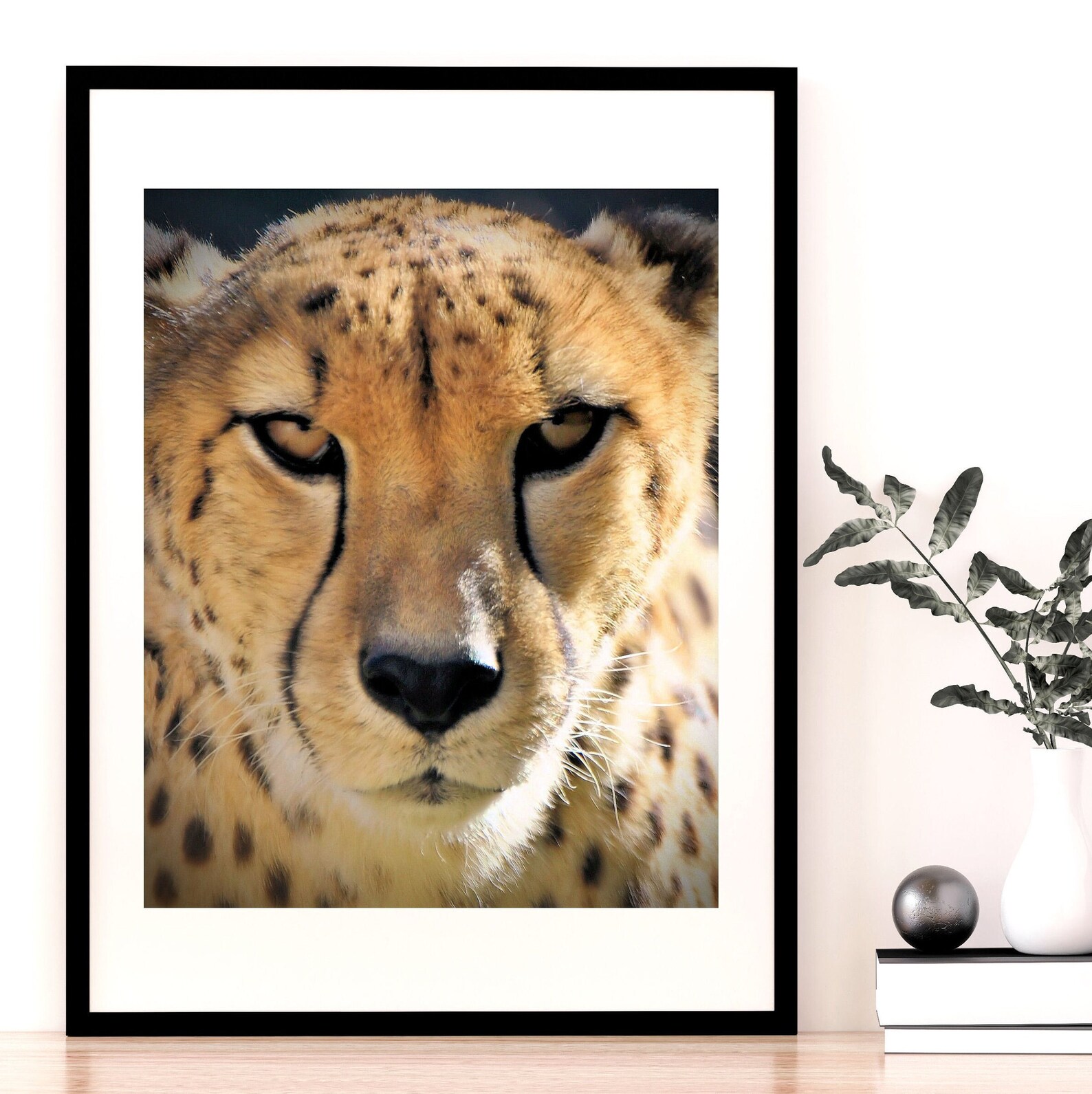 Cheetah Photography Big Cat Photo Cheetah Photos Animal Photos Cheetah ...