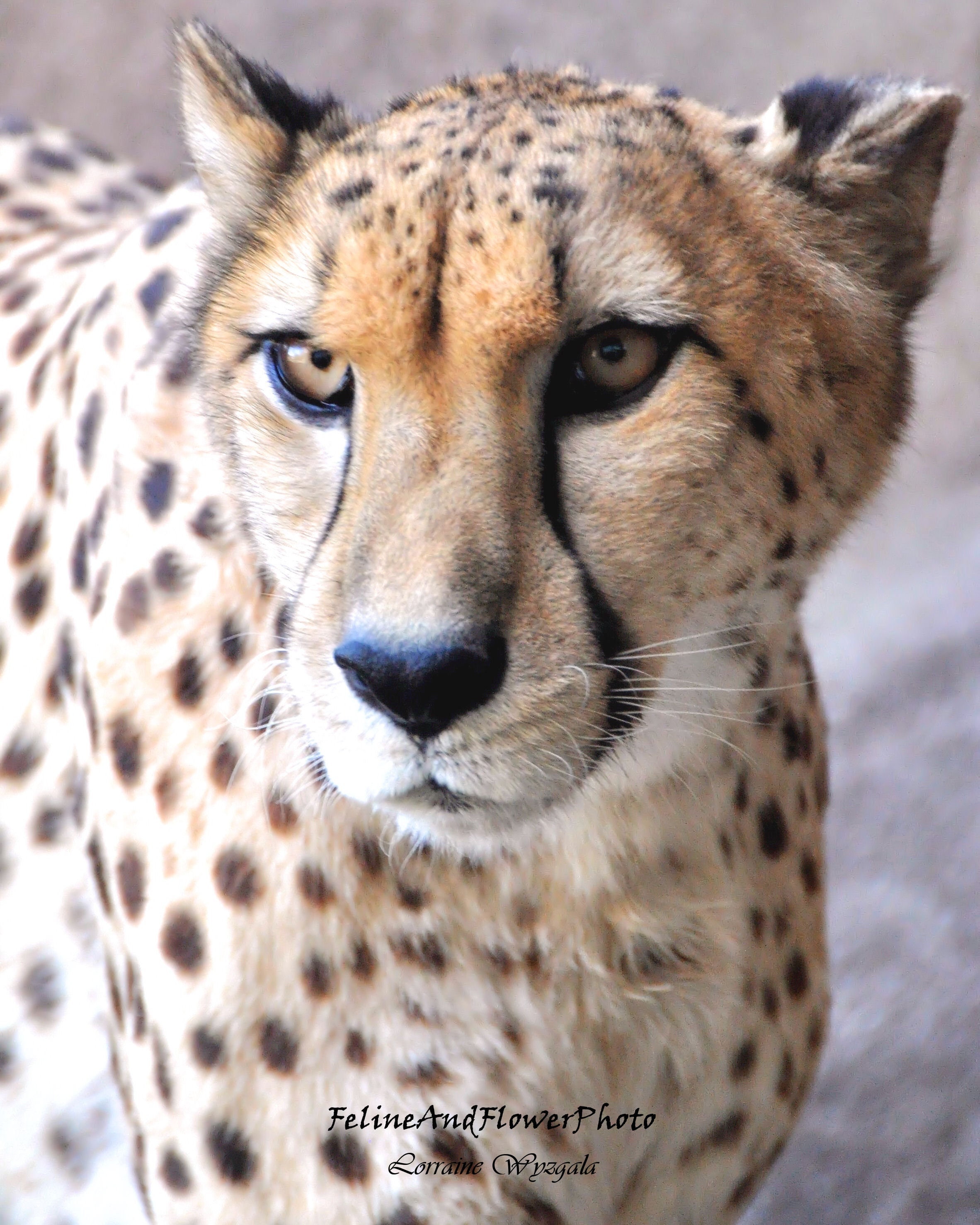 Cheetah Photography Cheetah Photo Wildlife Photo Nature Wall Art Animal ...