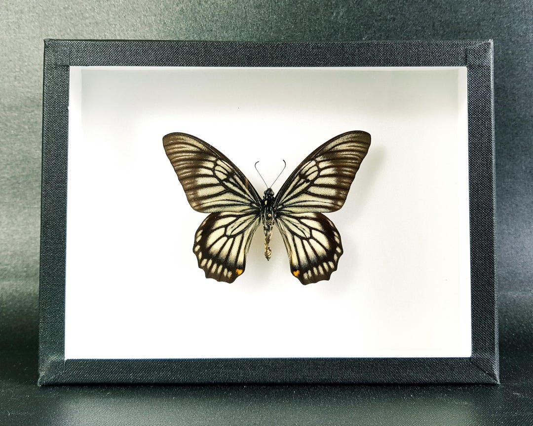 Naturalized Insect Under Entomological Framework Butterfly: Papilio ...