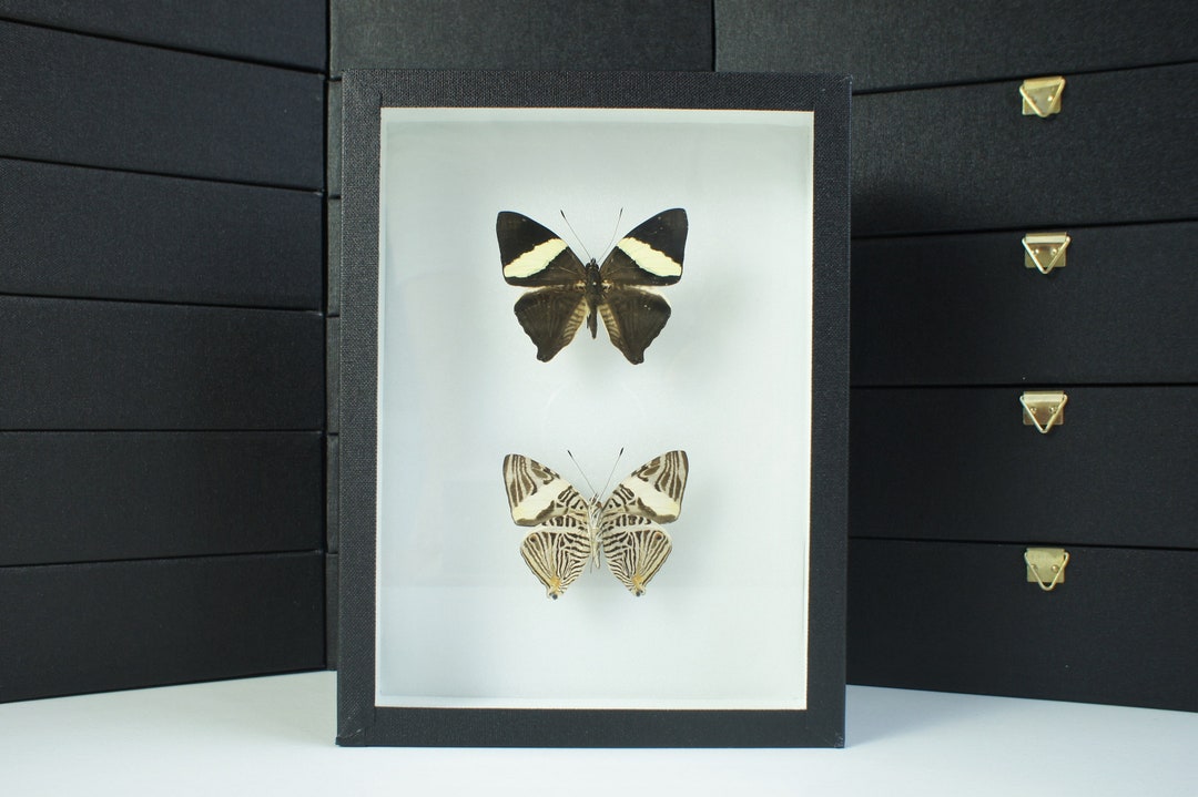 Stuffed Insect Entomology Frame Butterflies: Colobura Dirce - Etsy
