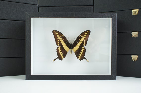 Insecte naturalisé cadre entomologie Papillon : Papilio - Etsy France