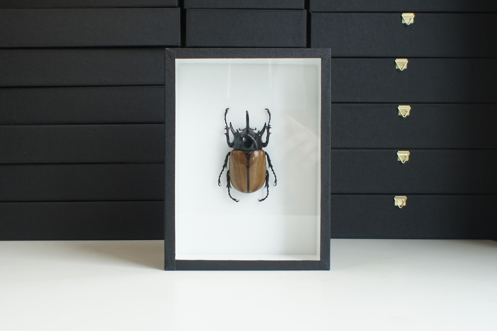 Insecte naturalisé cadre entomologie Coléoptères : | Etsy