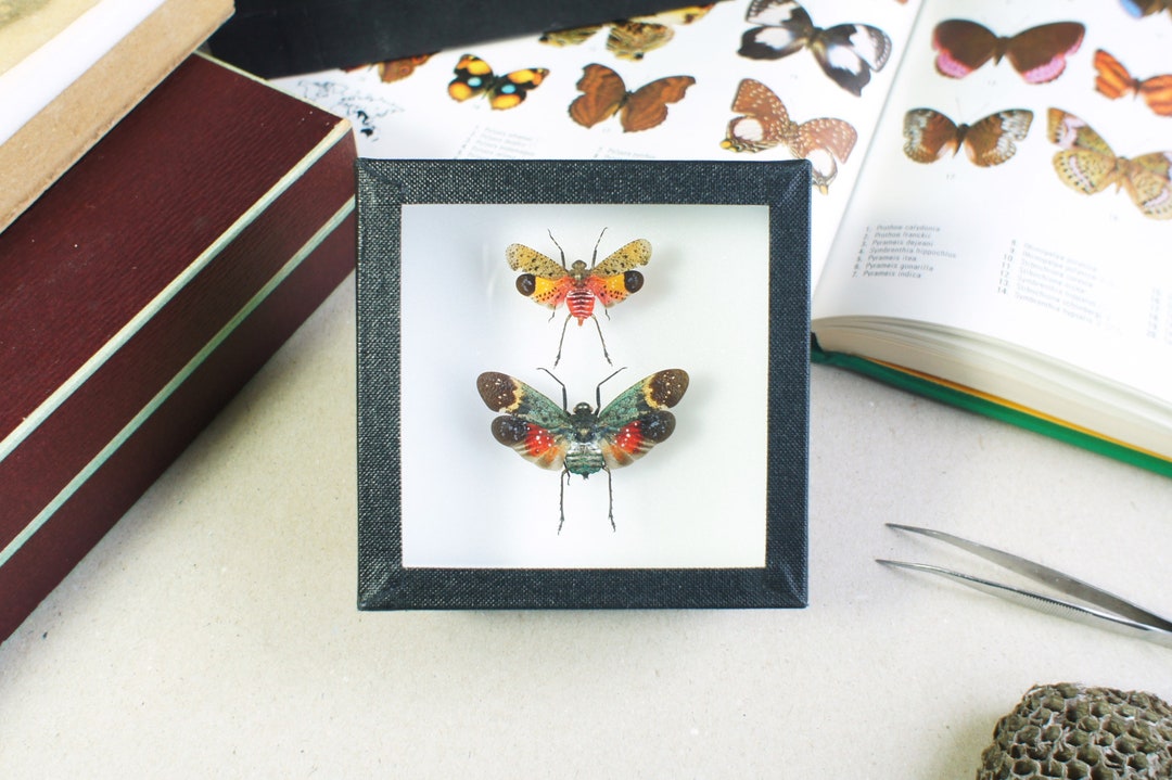 Naturalized Insects in Frames - Fulgores: Penthicodes Farinosa / P ...