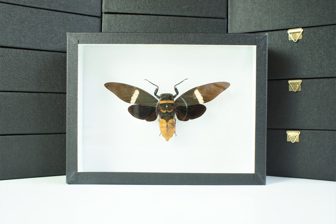 Naturalized Cicada Under Entomological Framework: Tosena Albata insect ...