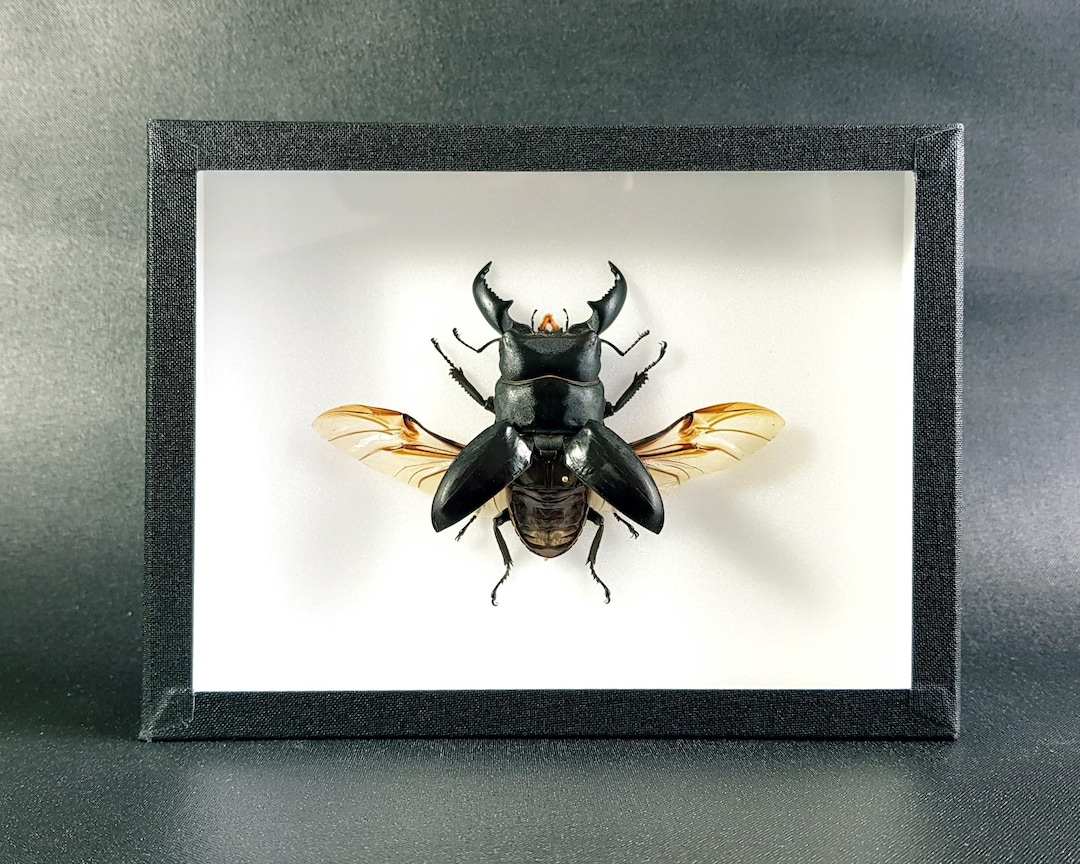 Naturalized Insect Under Glass - Beetle: Dorcus Titanus (male ...