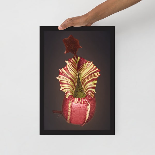 Nepenthes Candy Dreams - Etsy