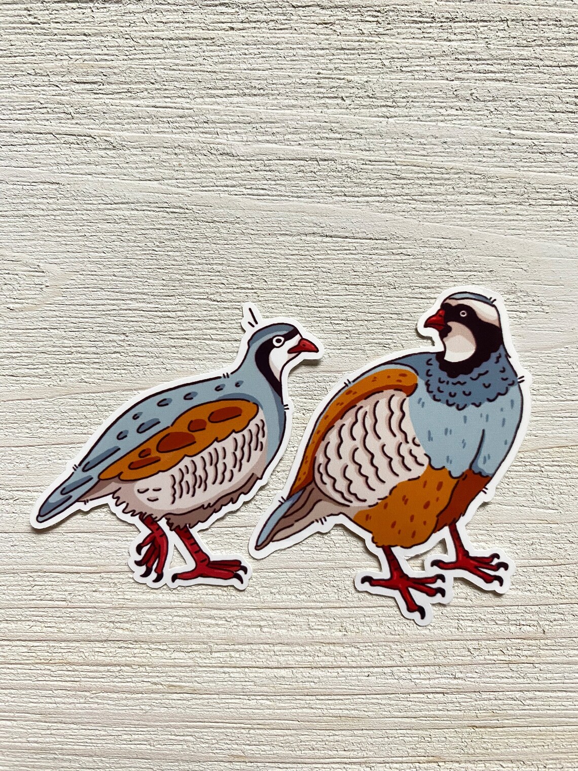 Chukar Partridge Bird Sticker - Waterproof Vinyl Glossy Sticker - Bird ...
