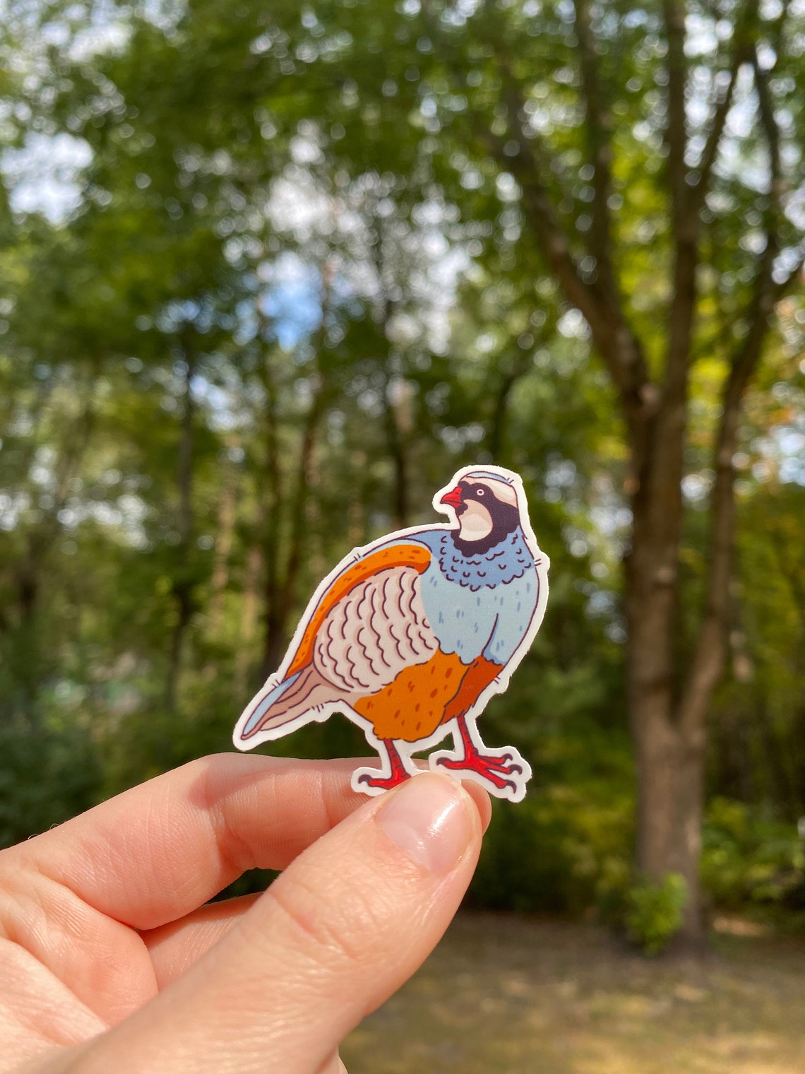 Chukar Partridge Bird Sticker - Waterproof Vinyl Glossy Sticker - Bird ...