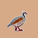 Chukar Partridge Bird Sticker - Waterproof Vinyl Glossy Sticker - Bird ...