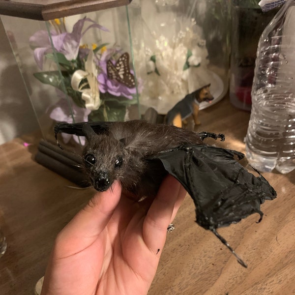 Bat Taxidermy - Etsy