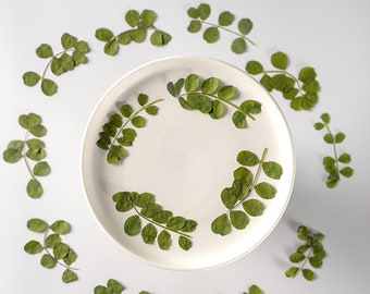 12 Pieces Real Dried Pressed Flowers Stenoloma Chusana - Etsy