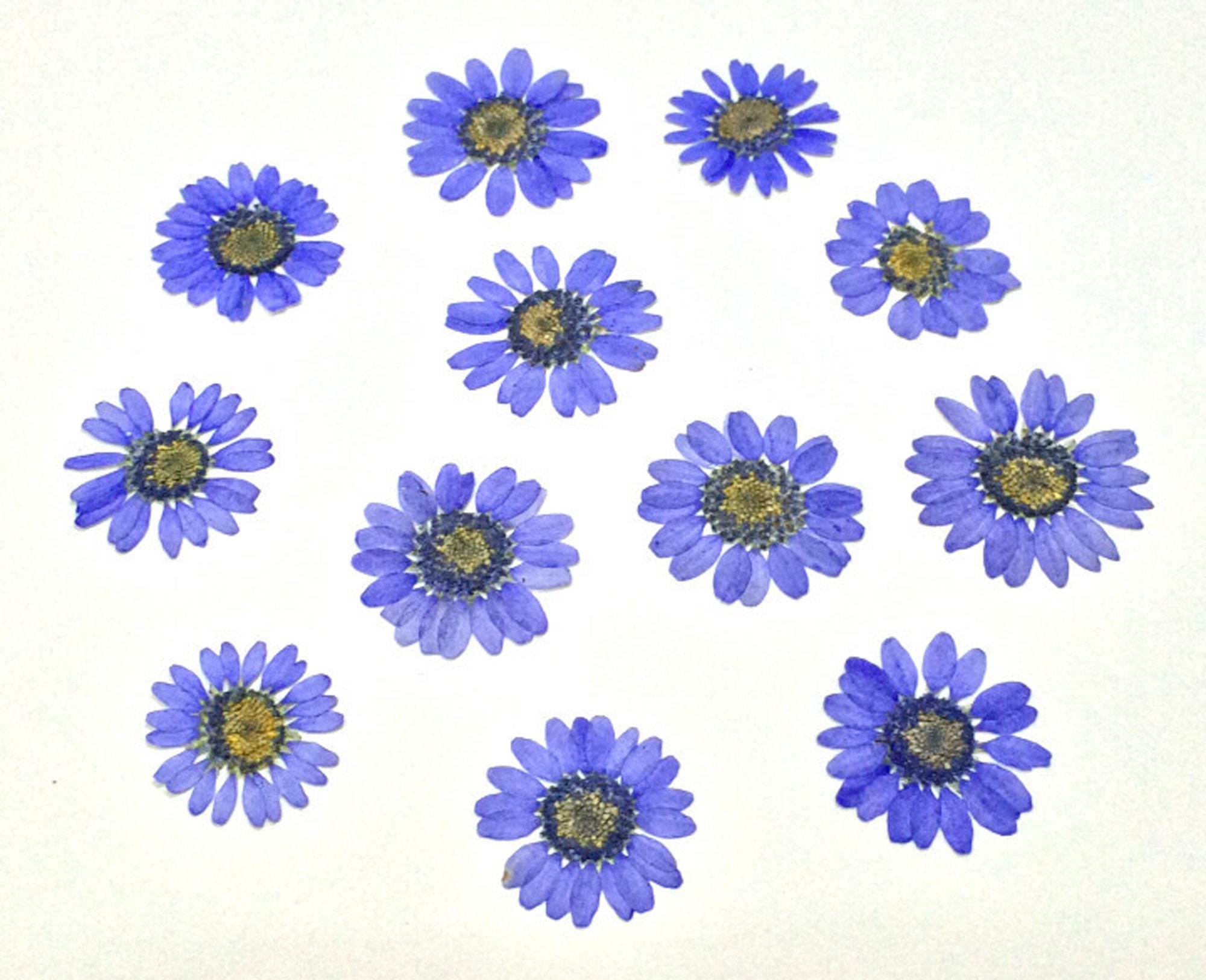 Daisy Pressed Flowers,dried Flowers,dry Flowers,flowers,pressed Natural ...