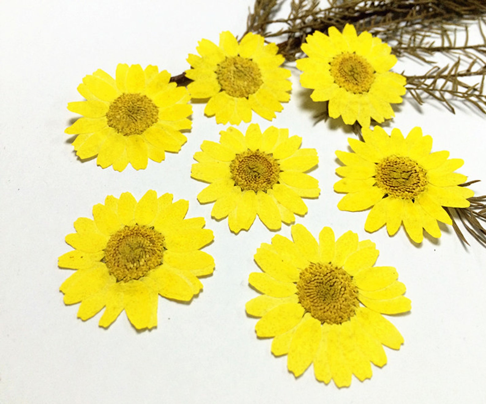Daisy Pressed Flowers,dried Flowers,dry Flowers,flowers,pressed Natural ...