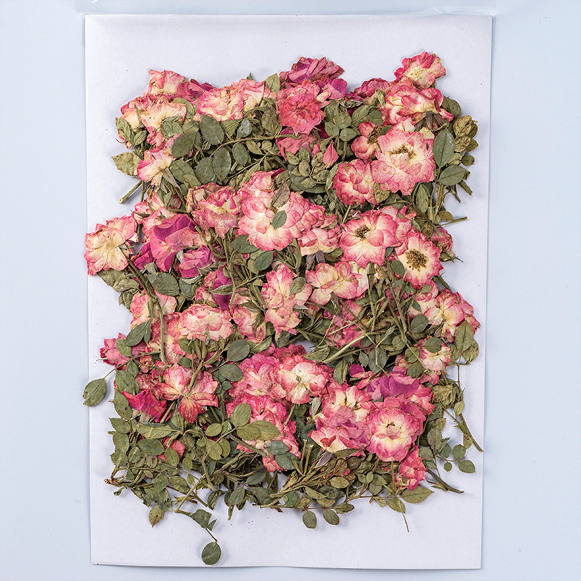 Rose Pressed Flowerspressed Flowersdried Flowerdry - Etsy UK