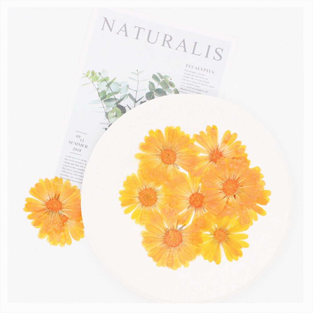 Calendula Officinalis,pressed Flowers,dried Flowers,dry Flowers,flowers ...