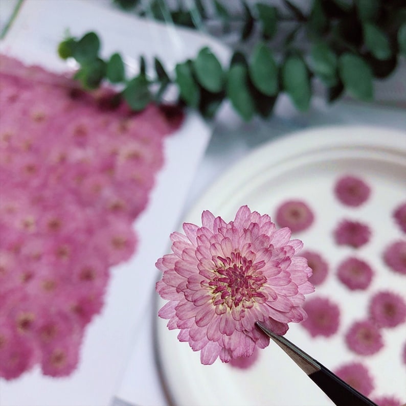 Purple Chrysanthemum,pressed Flowers,dried Flowers,dry Flowers,flowers ...