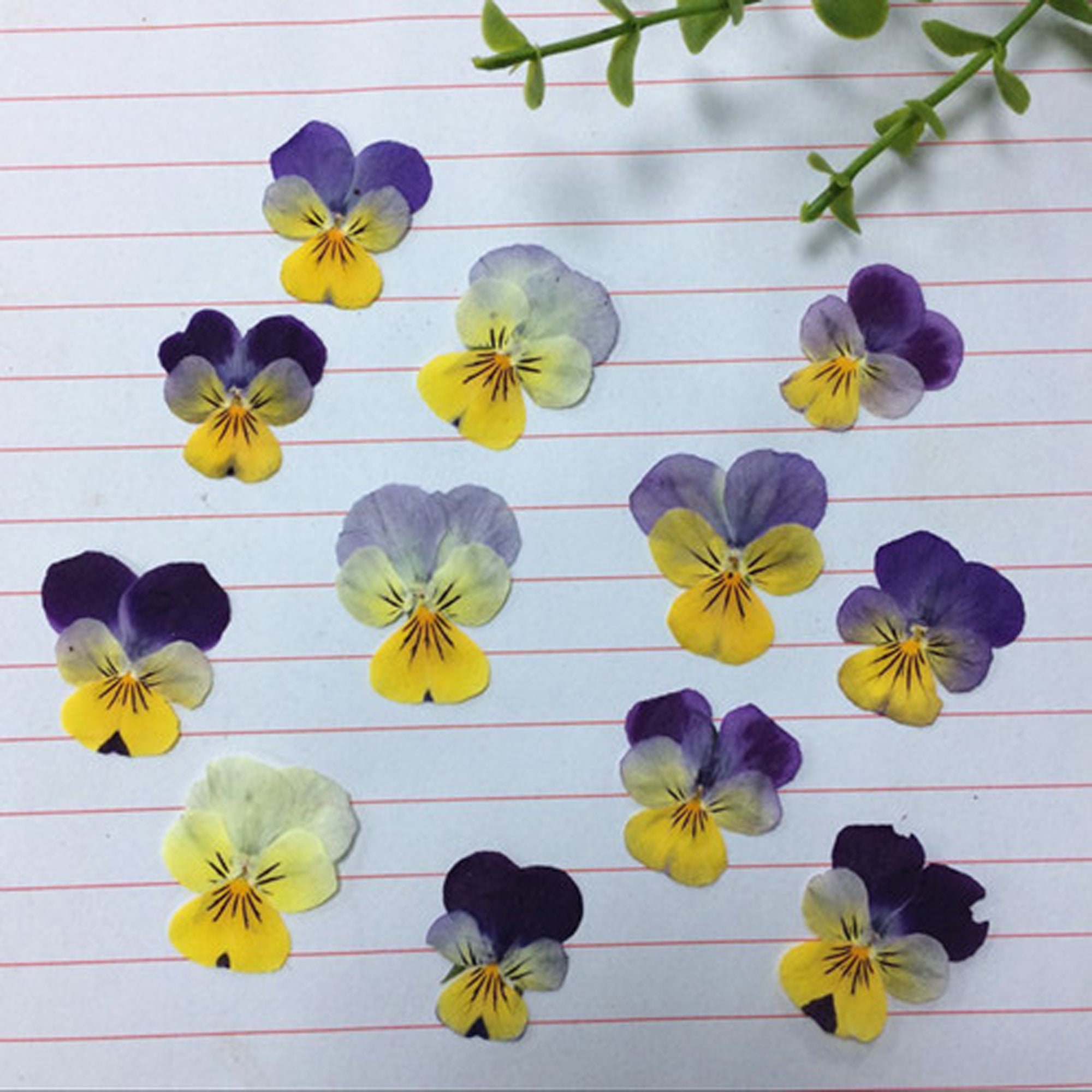 Pansy Pressed Flowersdried Flowersdry - Etsy Sweden