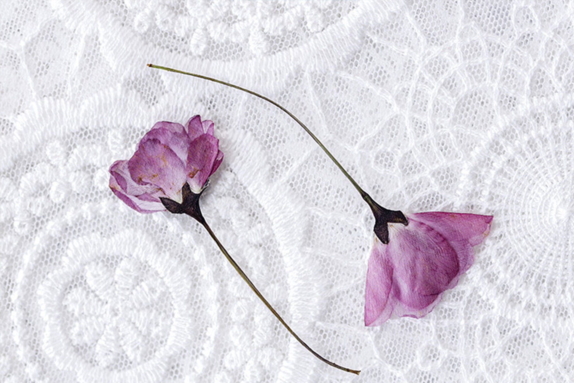 Begonia Bud Pressed,pressed Flowers,dried Flowers,dry Flowers,flowers ...