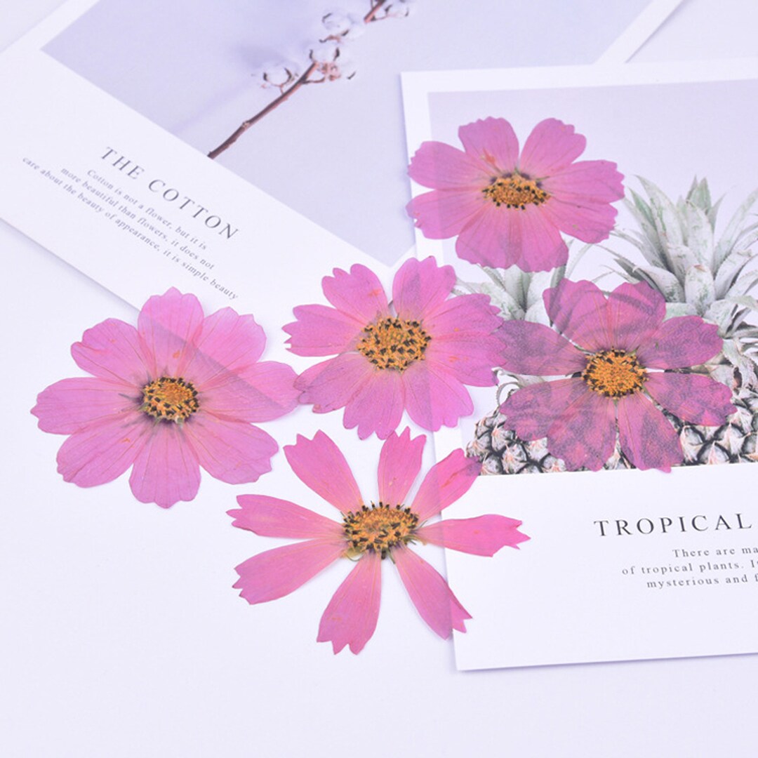 Calliopsis Pressed Flowers,dried Flowers,dry Flowers,flowers,pressed ...