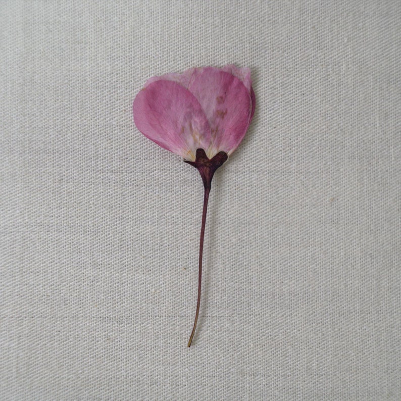 Cherry Blossoms Pressed,pressed Flower,dried Flower,flower,dry Flower ...