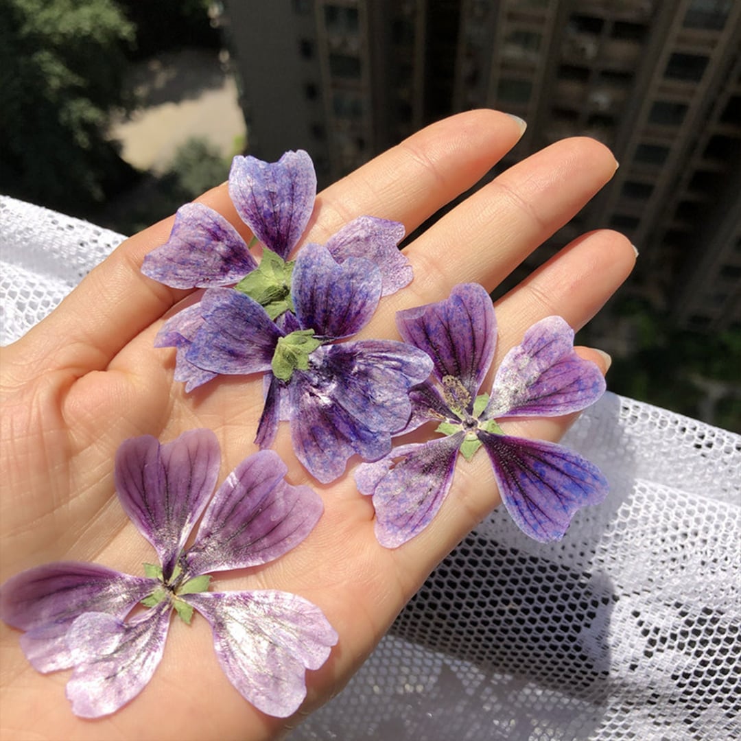 Flores prensadas de malva flores prensadas flor seca - Etsy España