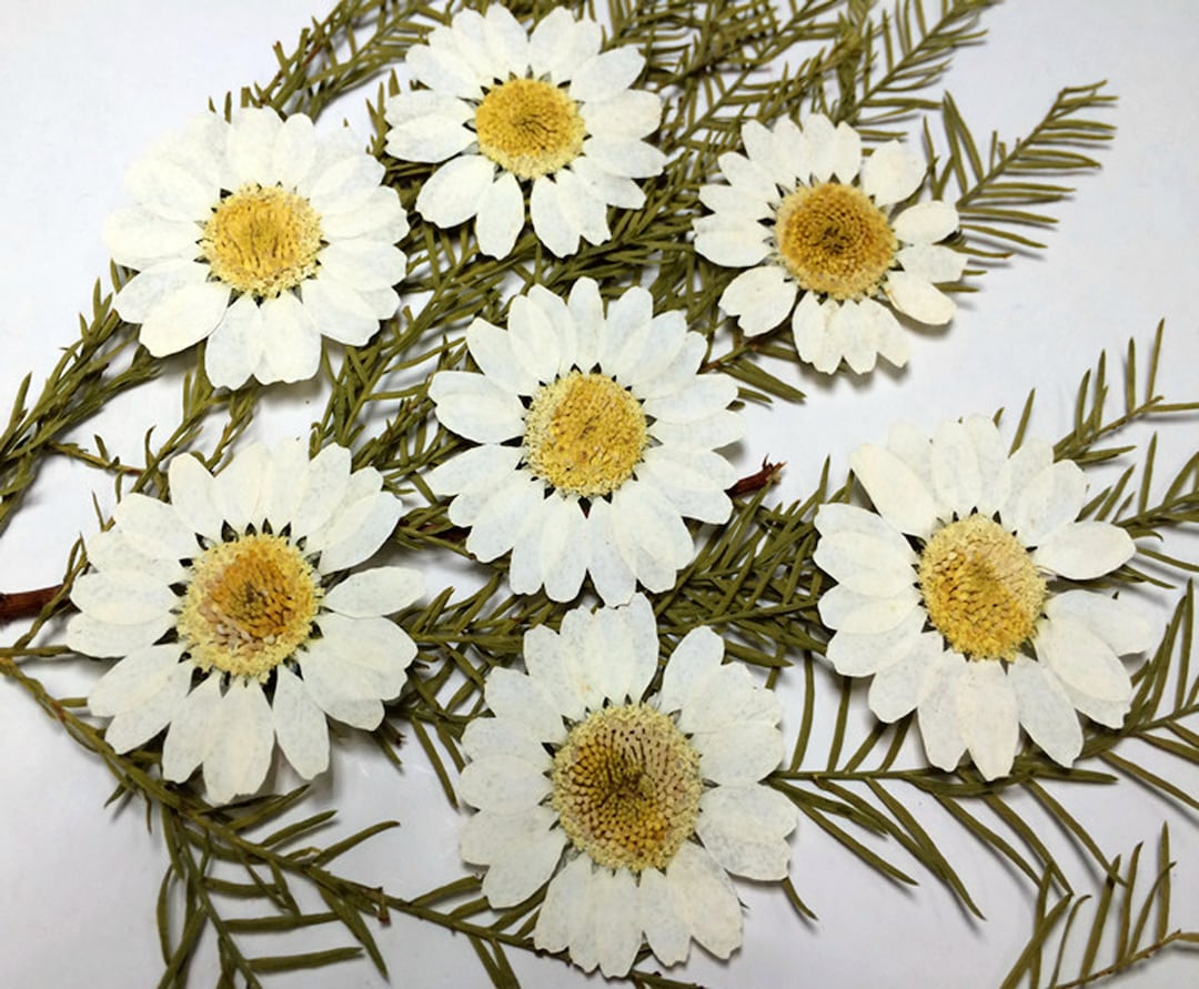 Daisy Pressed Flowers,dried Flowers,dry Flowers,flowers,pressed Natural ...